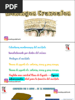 Anatomía y histología del seno cavernoso | PDF | Anatomía humana ...