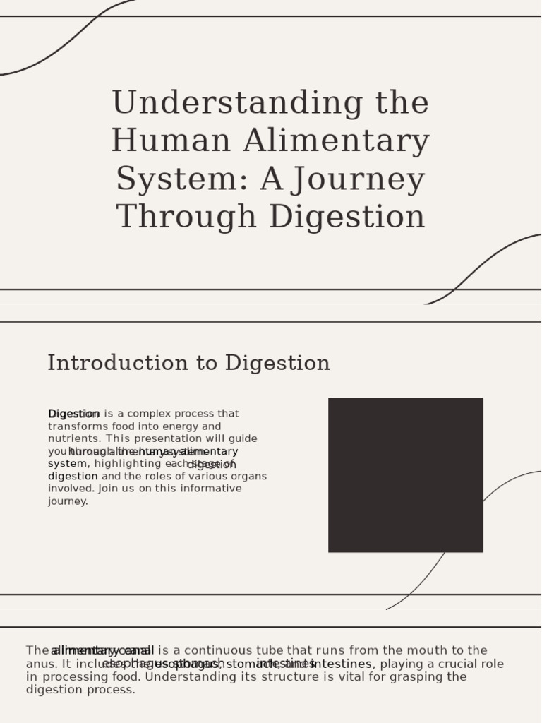 Understanding The Human Alimentary System | PDF | Digestion | Human ...