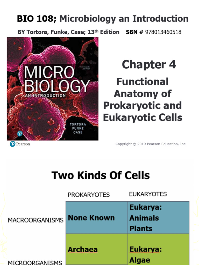 BIO108 Chapter 4 Functional Anatomy of Prokaryotic and Eukaryotic Cells | PDF