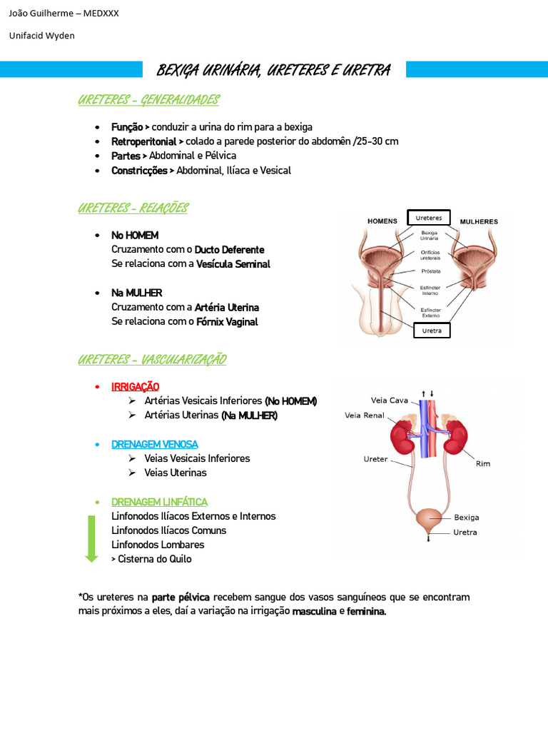Anatomia da Bexiga e Ureteres | PDF | Pélvis | Anatomia humana