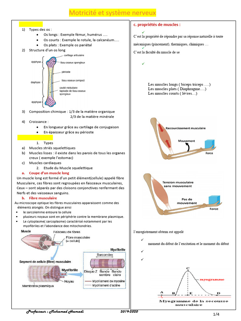 Propriétés et types de muscles squelettiques | PDF | Système nerveux | Nerf