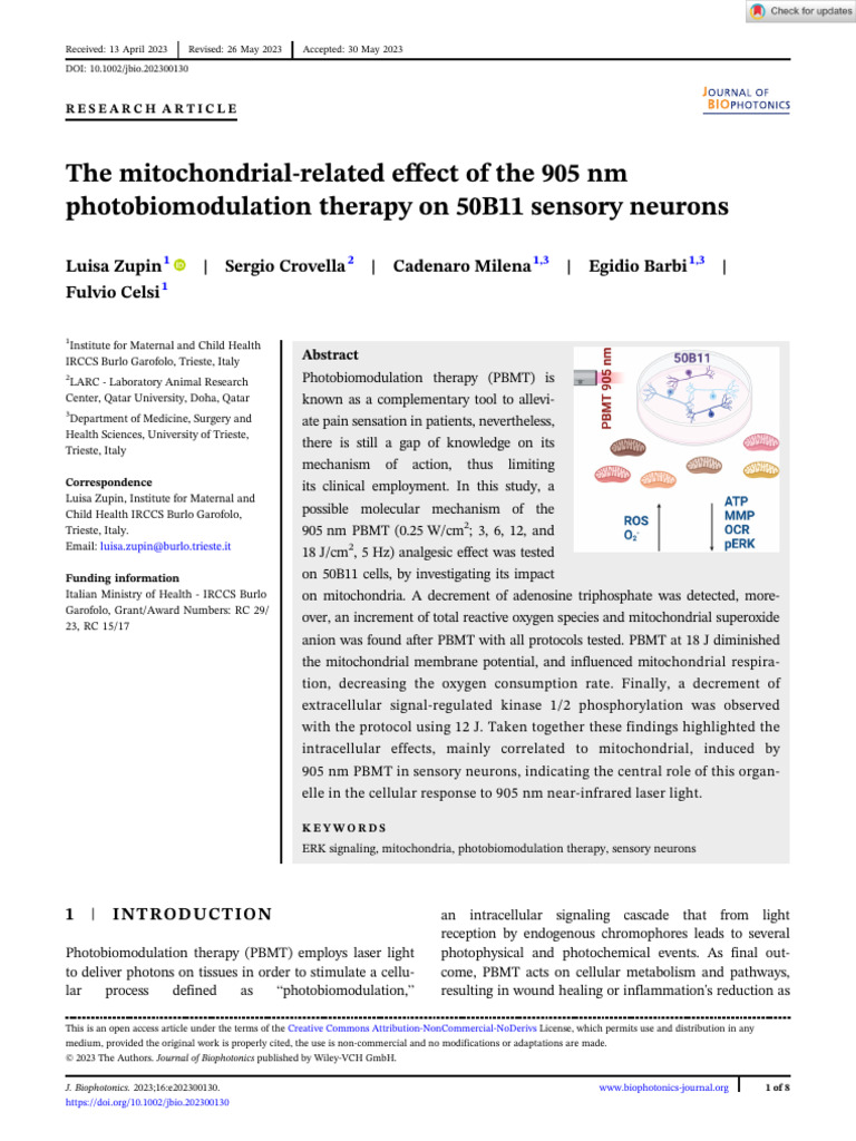 Journal of Biophotonics - 2023 - Zupin - The mitochondrial‐related ...
