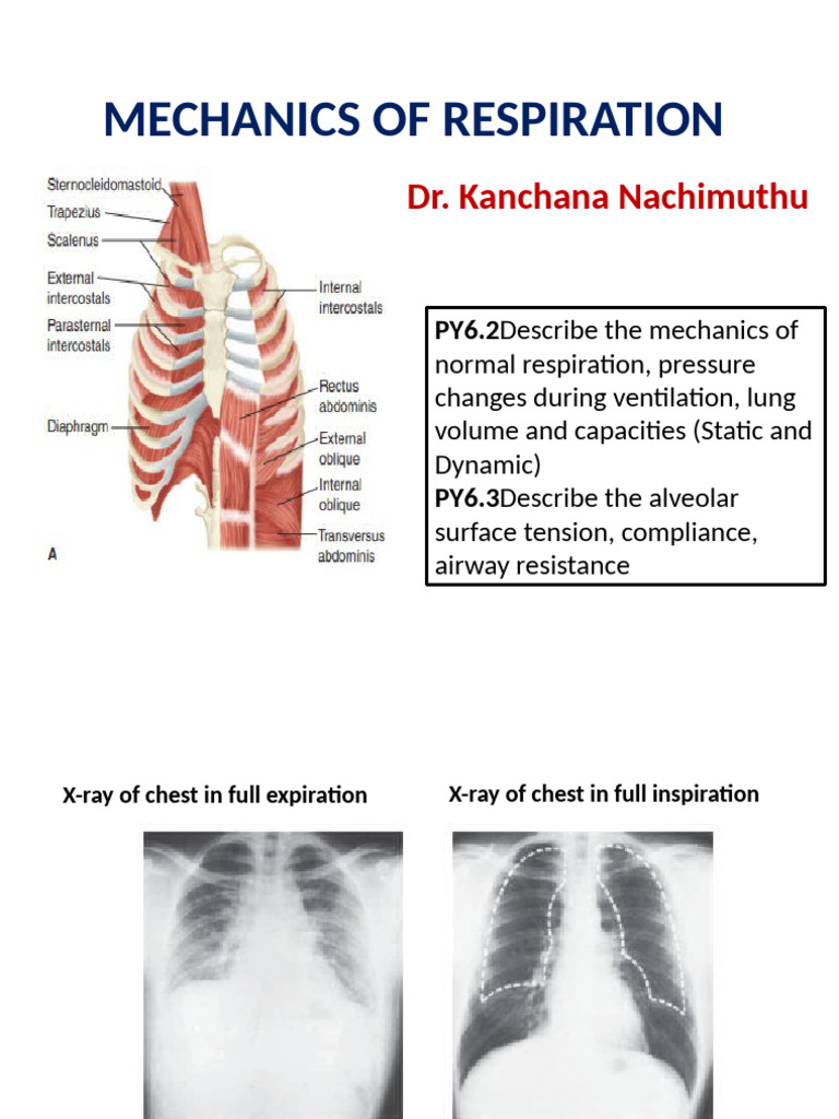 Py6.2, Py6.3 Mechanics of Respiration | PDF | Lung | Respiratory Tract