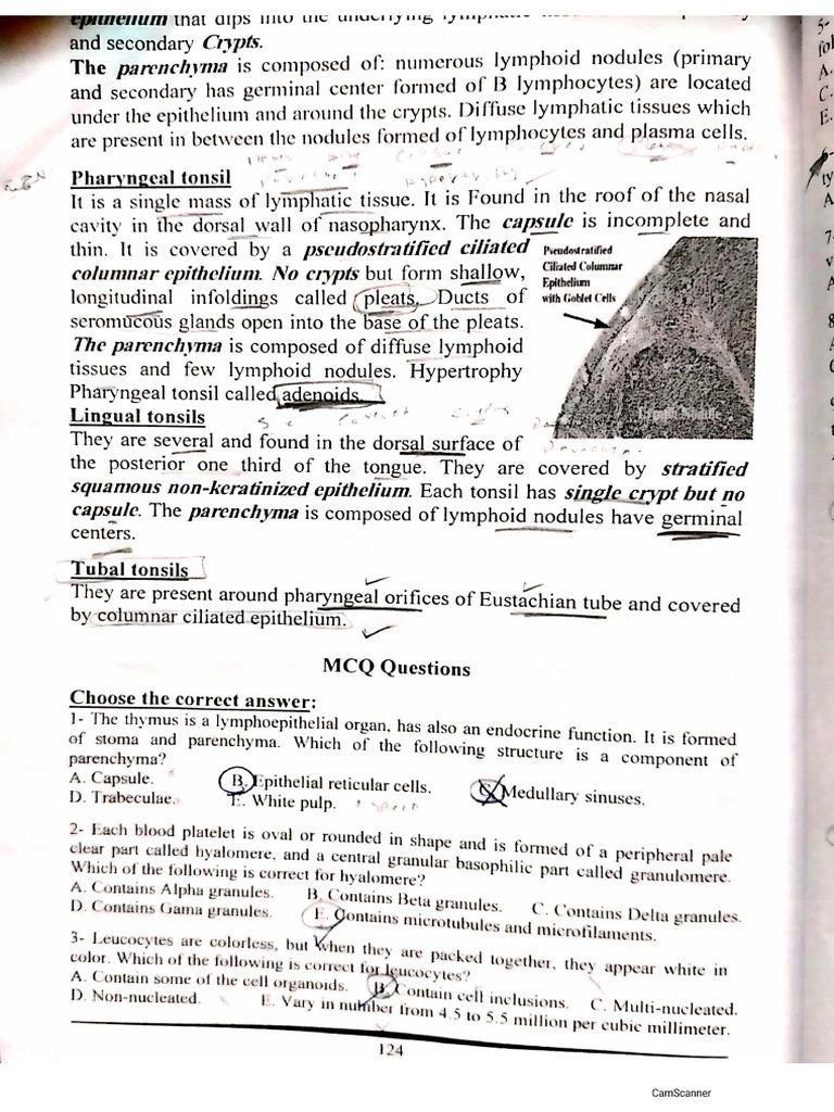 MCQ Histo | PDF