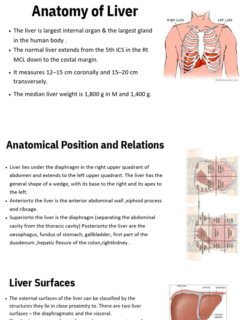 Liver Anatomy: Structure & Relations | PDF