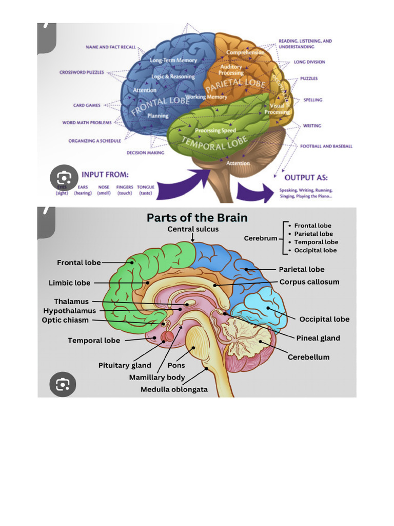 Brain Anatomy | PDF