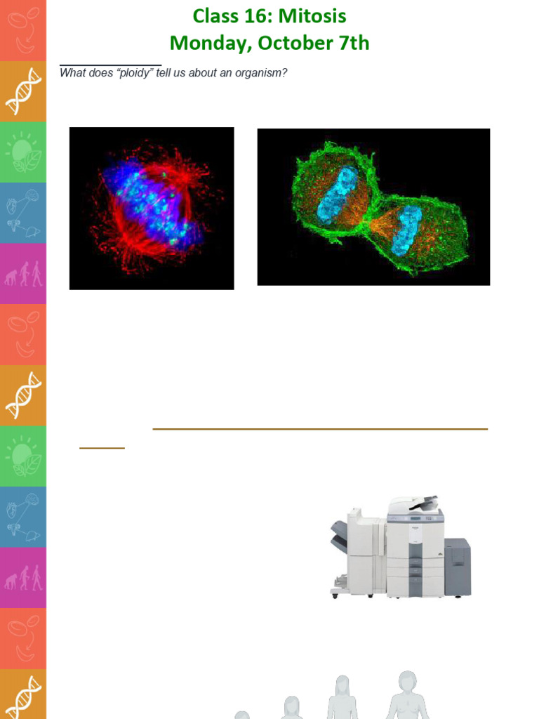 Mitosis and Chromosome Ploidy Explained | PDF | Mitosis | Chromosome