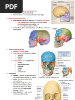 Worksheet Skulll | PDF | Skull | Anatomy