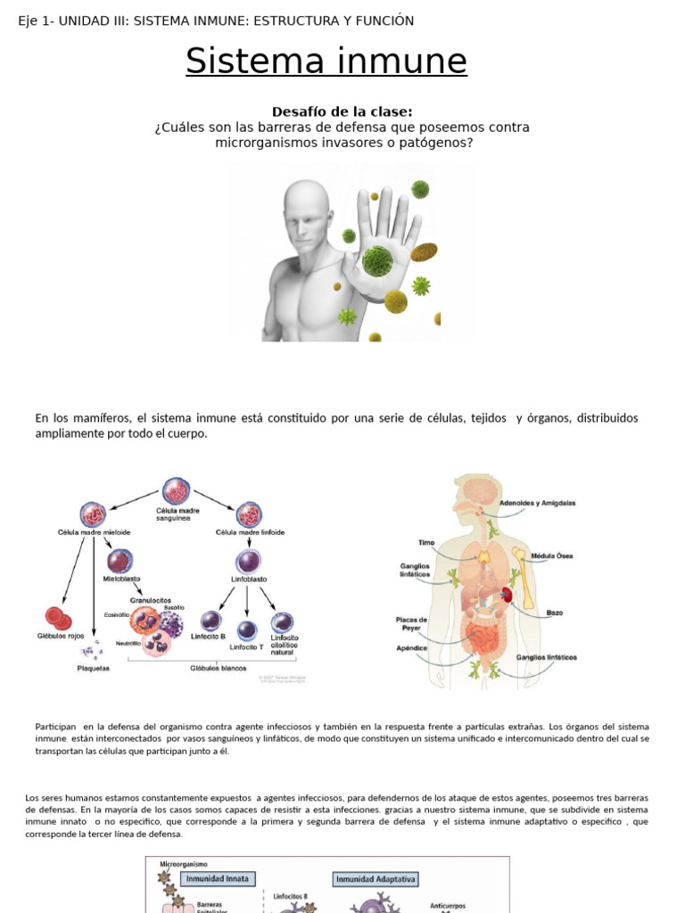 Eje 1 u4 y 5 Sistema-Inmune | PDF | Sistema inmune | Linfocitos