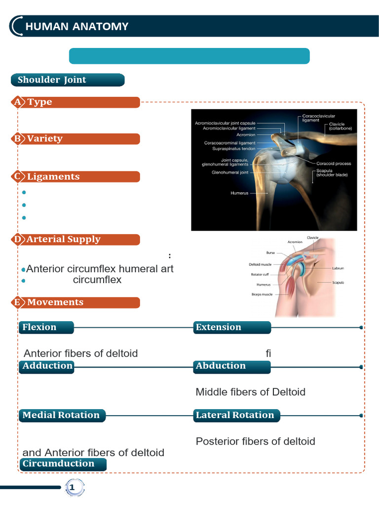 Joints of Upper Limb | PDF