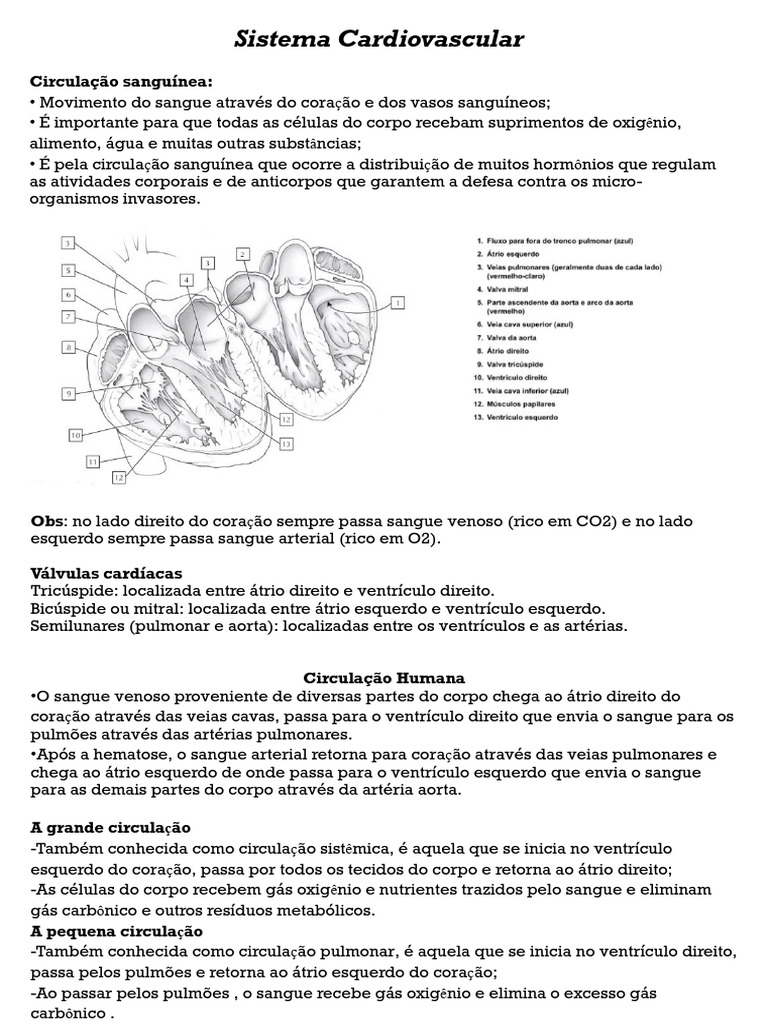 Sistema Cardiovascular - Resumo | PDF