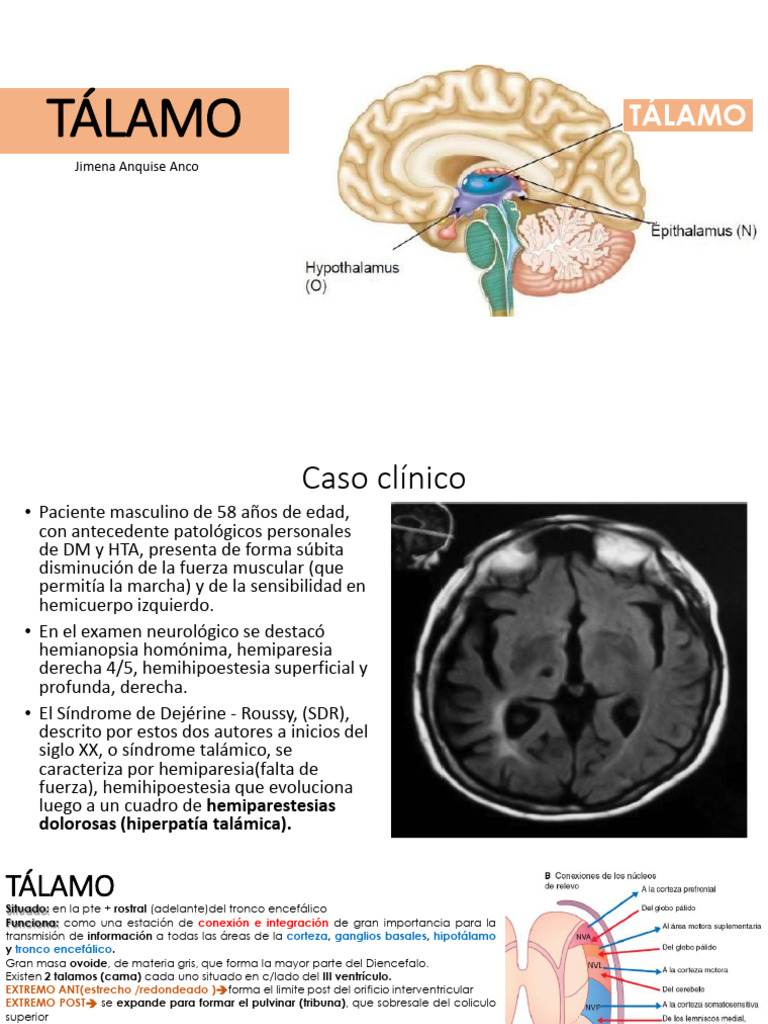TEMA 4.Tálamo | PDF | Tálamo | Cerebelo