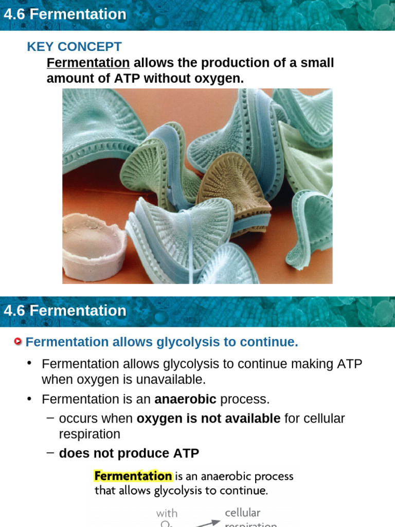 Fermentation Notes Hbio Fall 2014 Pdf