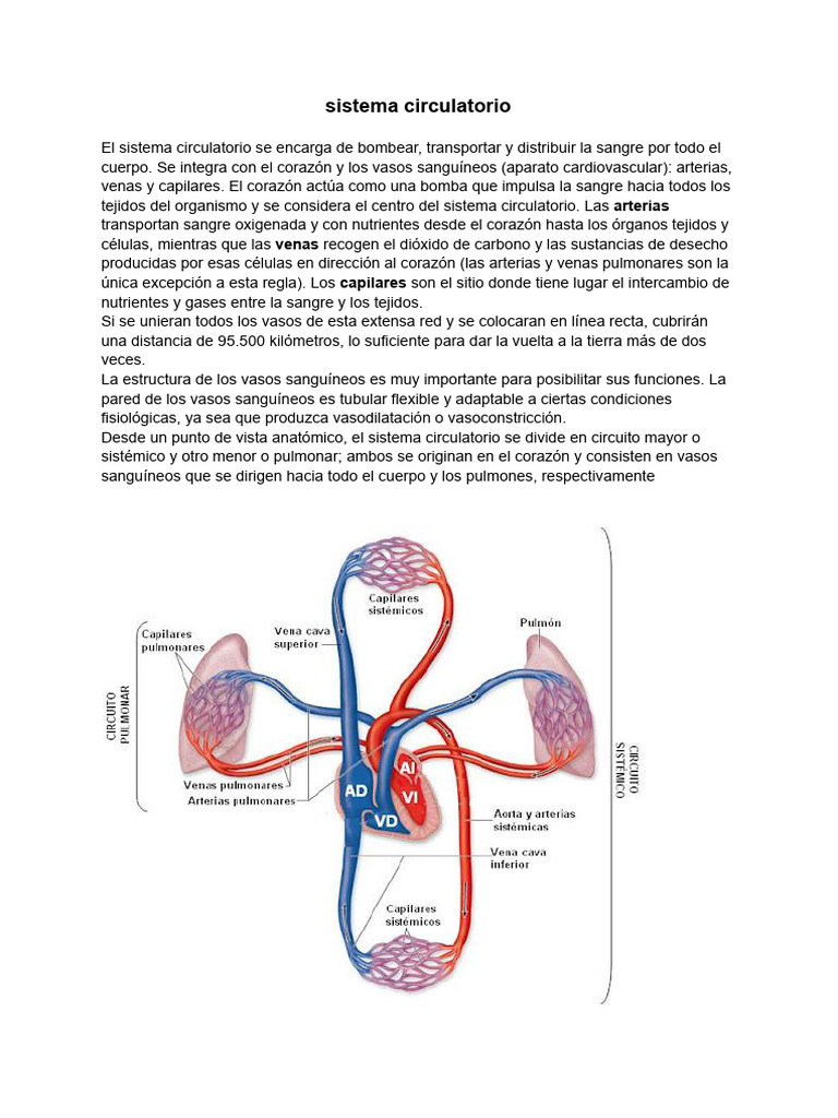 sistema circulatorio | PDF | Corazón | Sistema circulatorio