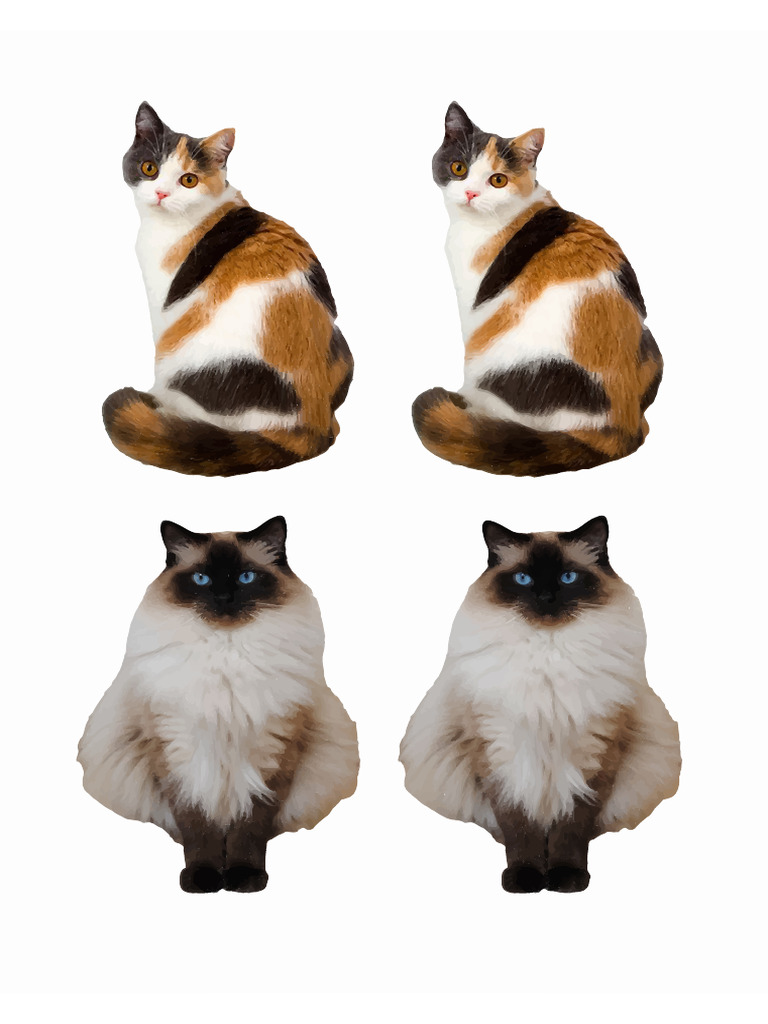 Gatos Vectorizados | PDF