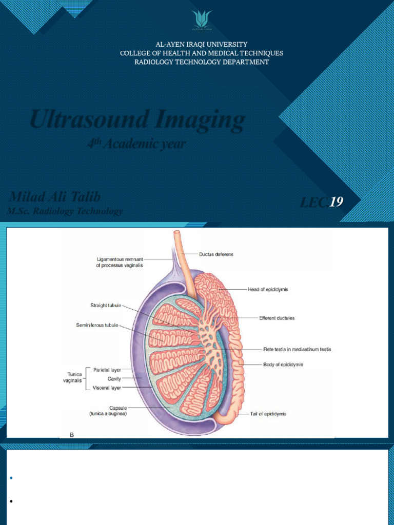 Ultrasound Imaging of Testicular Disorders | PDF | Testicle | Diseases ...