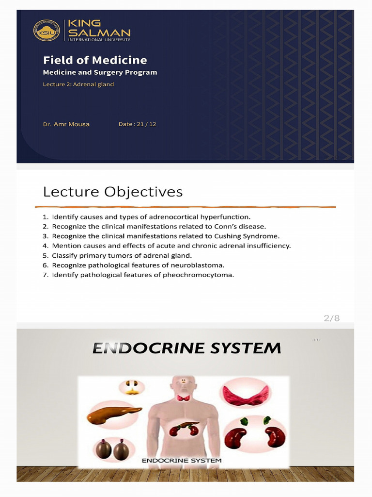 Lecture 3 Endocrine Pancreas | PDF