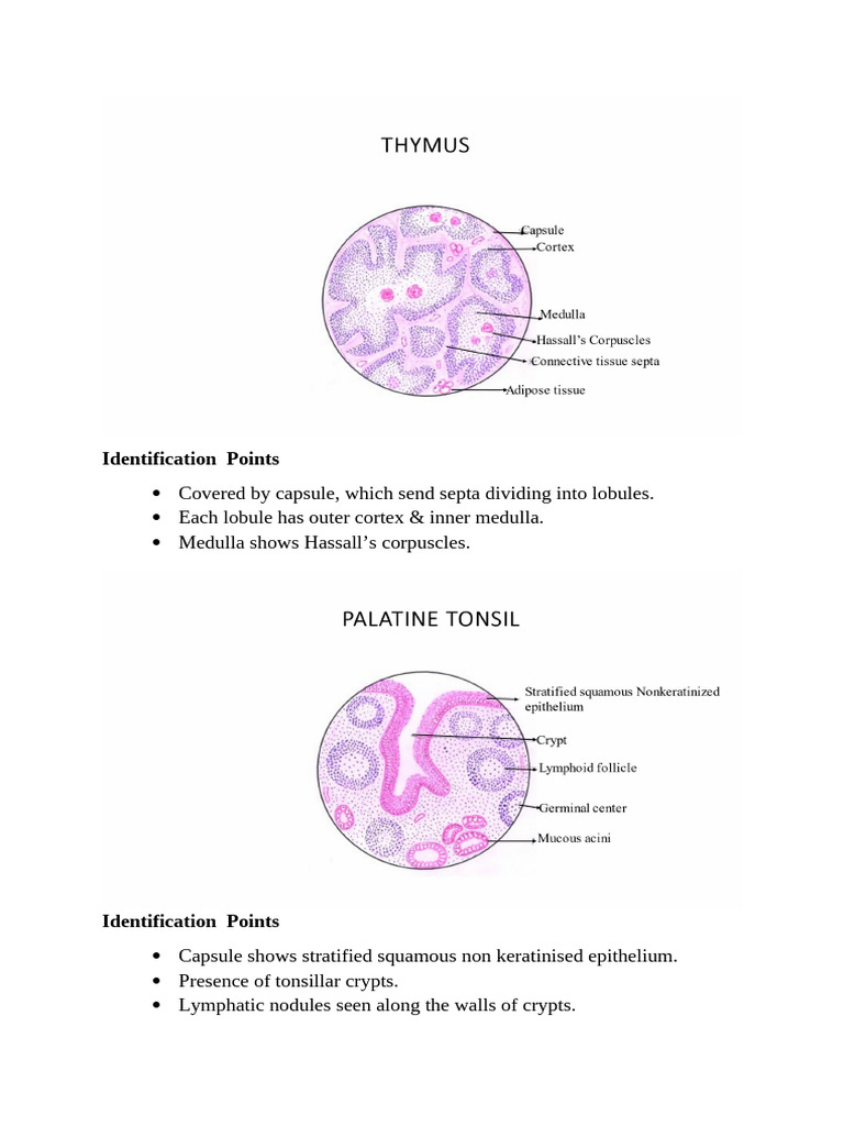 8. Tonsil and Thymus | PDF