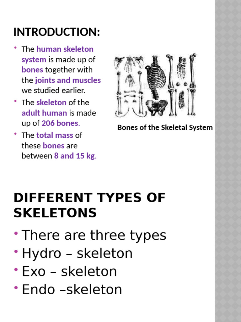 #8 Human Skeleton GR 10 Term 3 | PDF | Vertebral Column | Skeleton