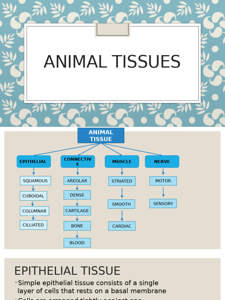 Overview of Animal Tissue Types | PDF | Epithelium | Muscle