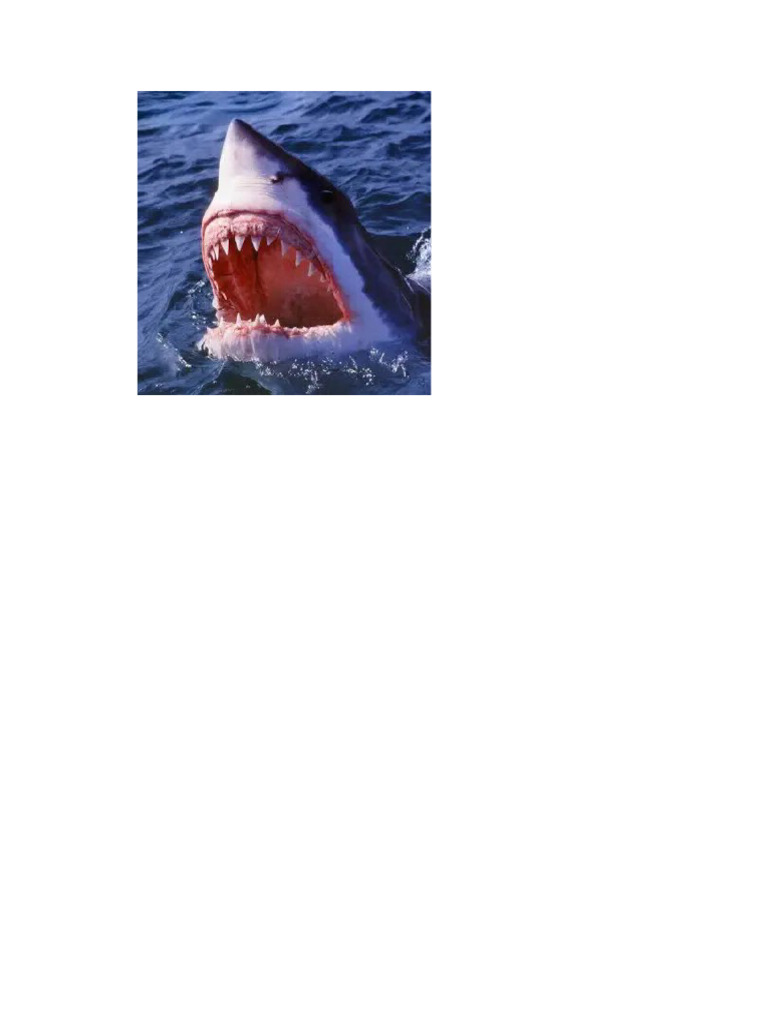 tiburon | PDF