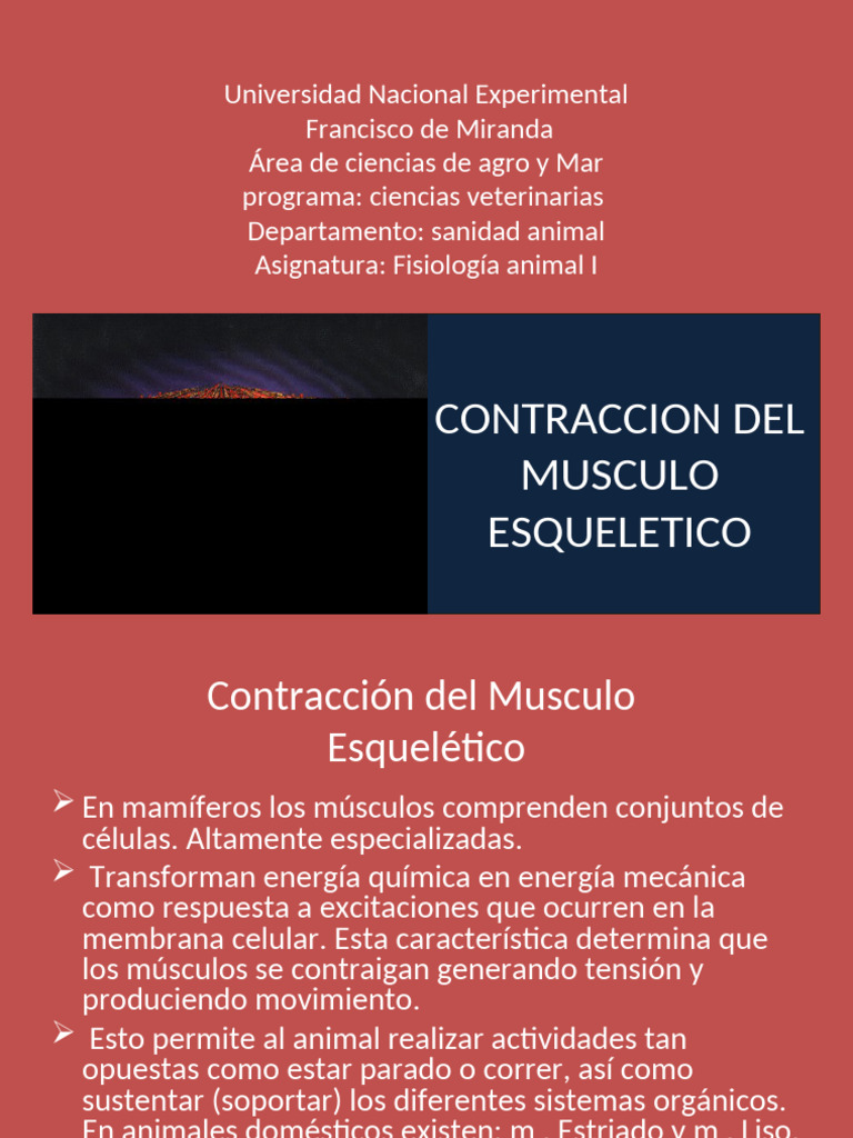 contraccionmuscular-141102105436-conversion-gate01 (1) | PDF | Músculo ...
