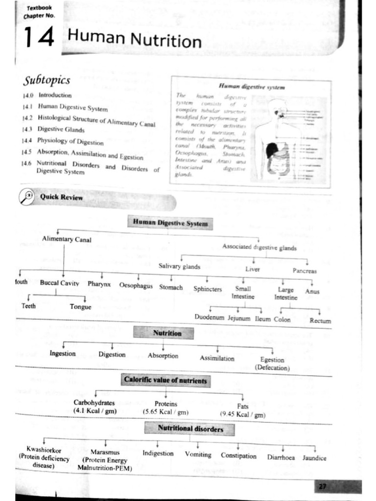Human Nutrition | PDF