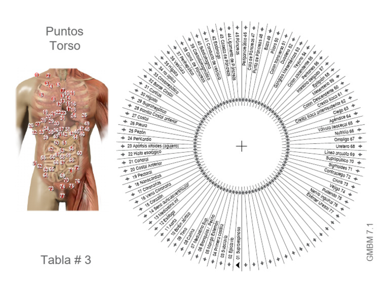 Anatomía del Torso Humano: Estructuras Clave | PDF