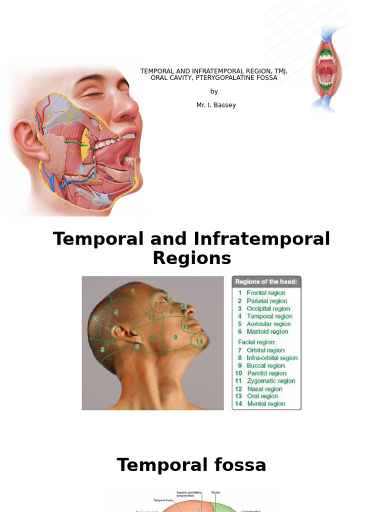 Temporal and Oral Region | PDF | Tongue | Human Tooth
