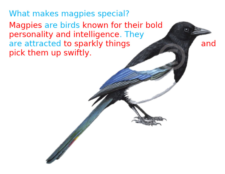 Magpies: Bold and Intelligent Birds | PDF