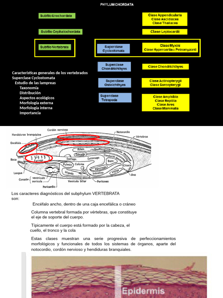 Conferencia 4. Cyclostomata | PDF | Esqueleto | Corazón