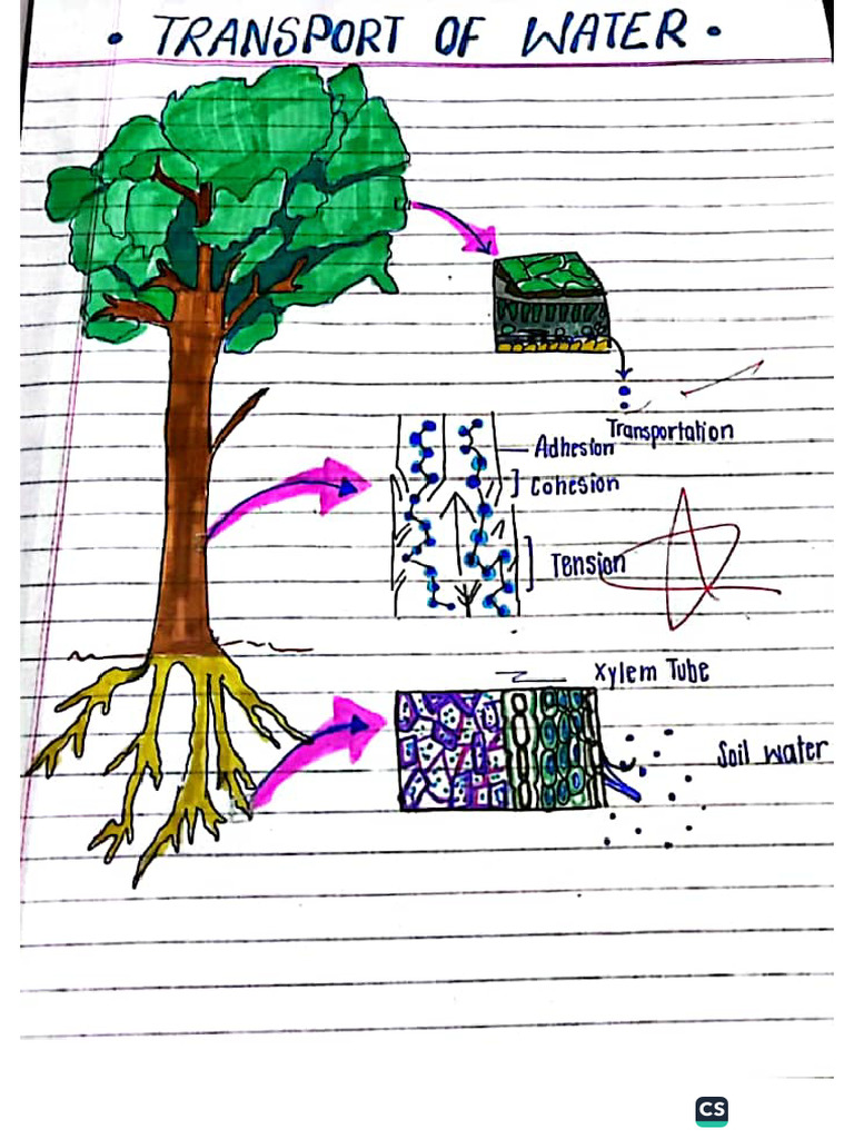 Transport of Water | PDF