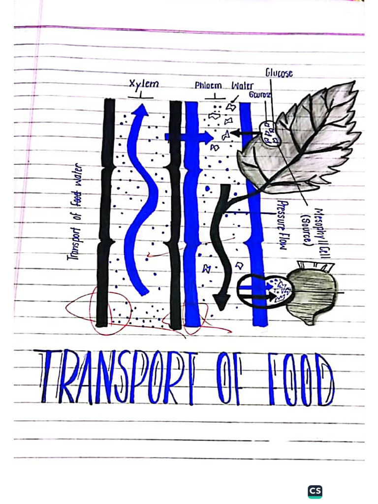 Transport of Food | PDF