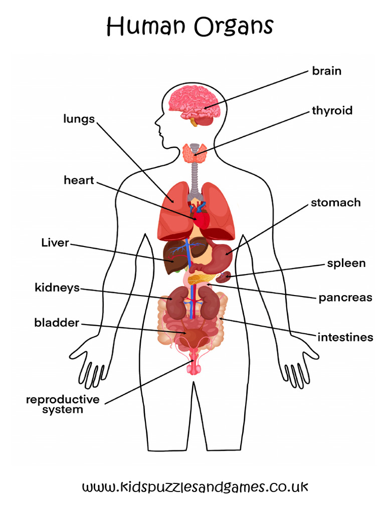 human-organs-labelled-poster | PDF