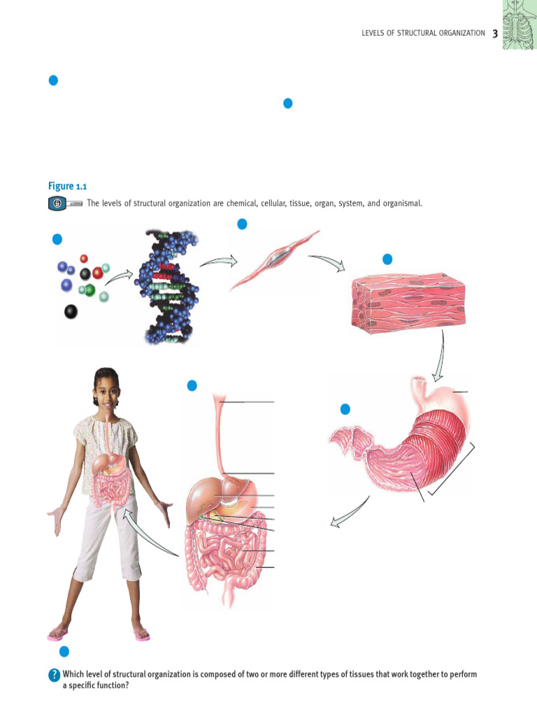 Levels of Structural Organization Explained | PDF | Cell (Biology ...