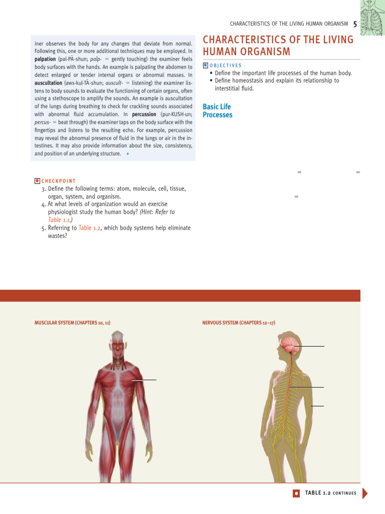 An Introduction To The Human Body 5 | PDF | Skeletal Muscle | Muscle