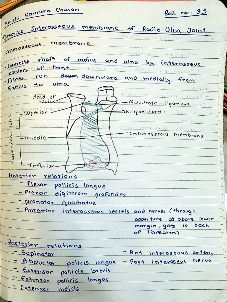 Interosseous Joint BTW Radius and Ulna | PDF