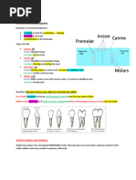 Class 4 Teeth and Their Structure Worksheet | PDF | Tooth | Tooth Enamel
