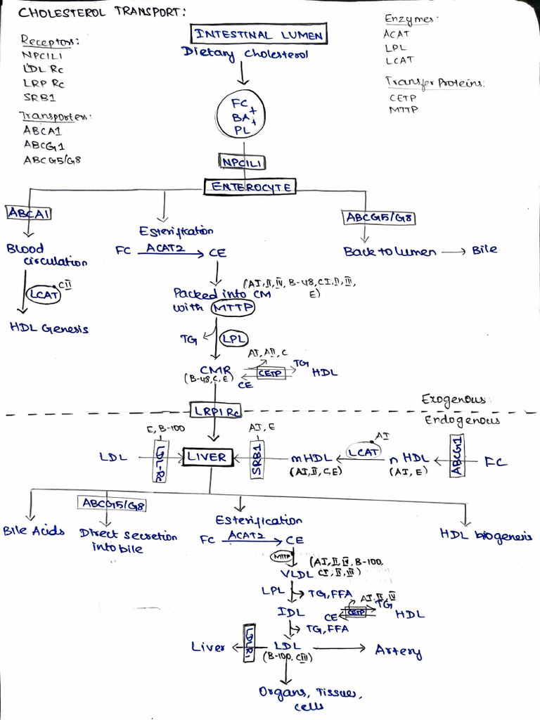 CT LP | PDF