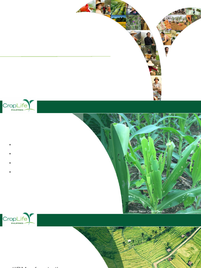 Fall Armyworm Faw and Insecticide Resistance Management Irm | PDF | Insecticide
