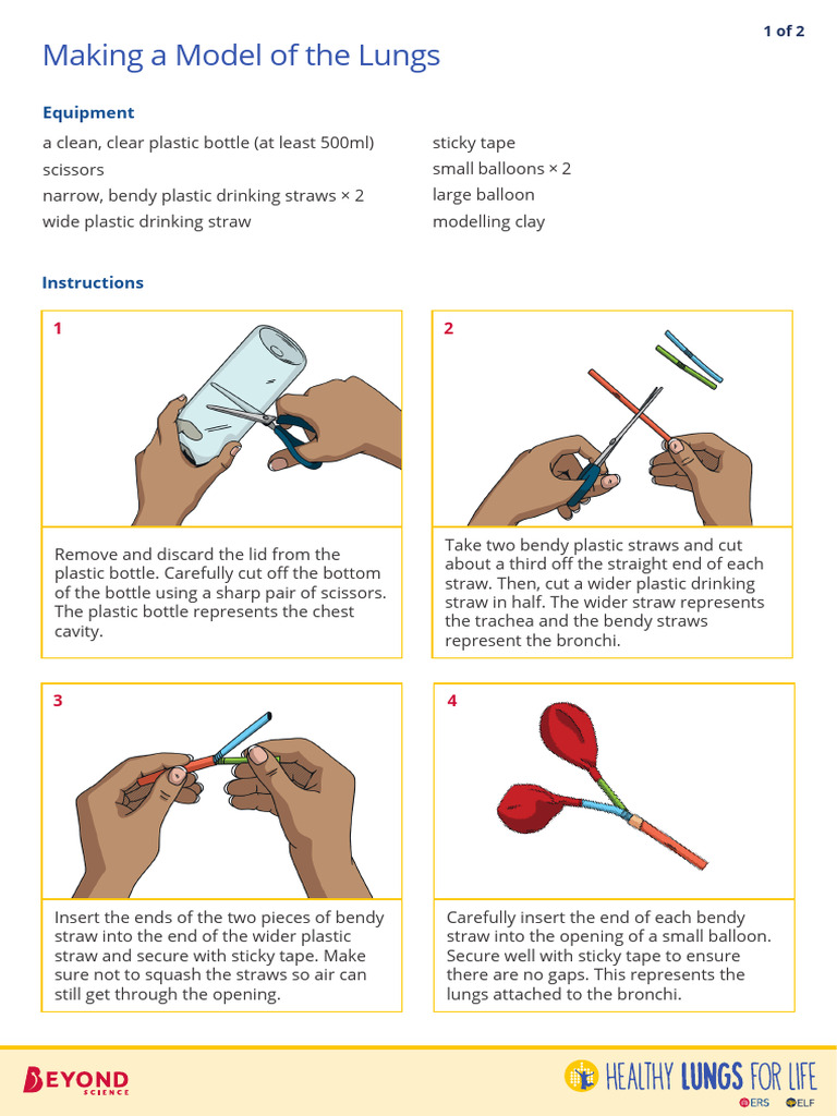 Making-a-Model-of-the-Lungs-Instruction-Sheet | PDF | Lung | Balloon