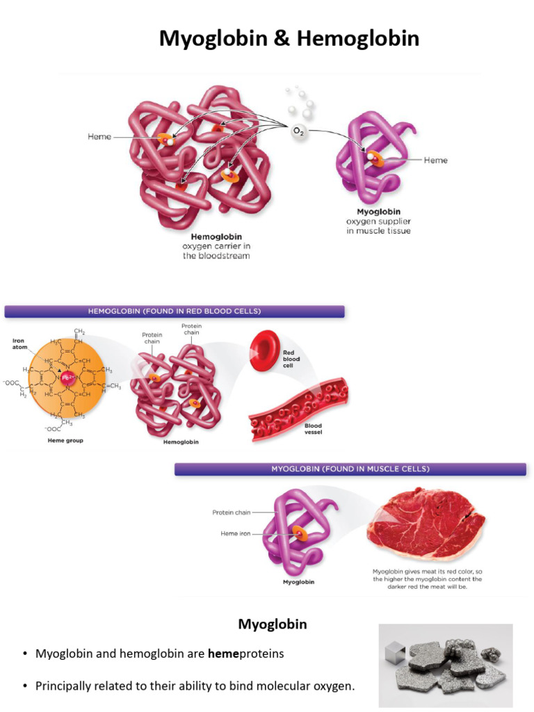 Myoglobin & Hemoglobin | PDF | Hemoglobin | Biochemistry Myoglobin & Hemoglobin | PDF | Hemoglobin | Biochemistry