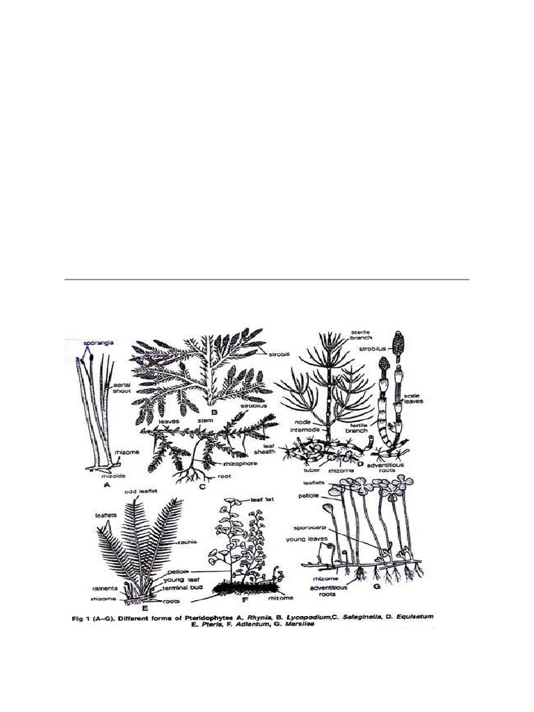 Pteridophytes: Characteristics & Reproduction | PDF | Fern | Spore