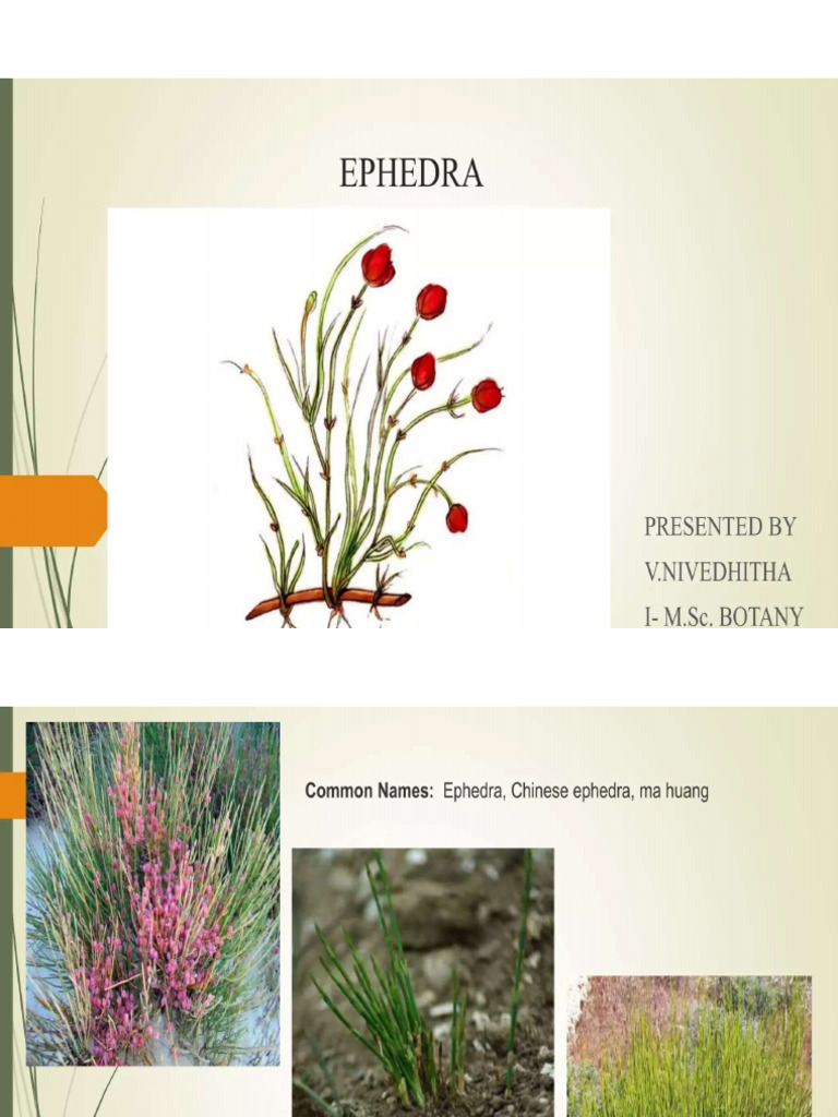Ephedra Morphology | PDF