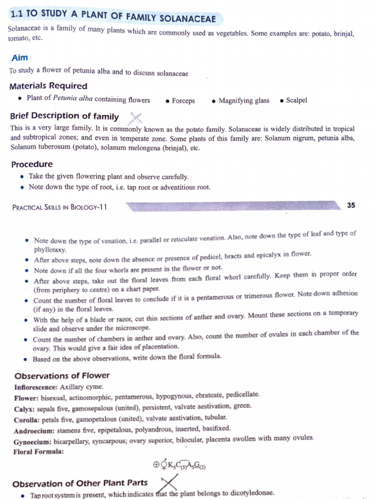 To Study A Plant of Family Solanaceae | PDF | Petal | Flowers