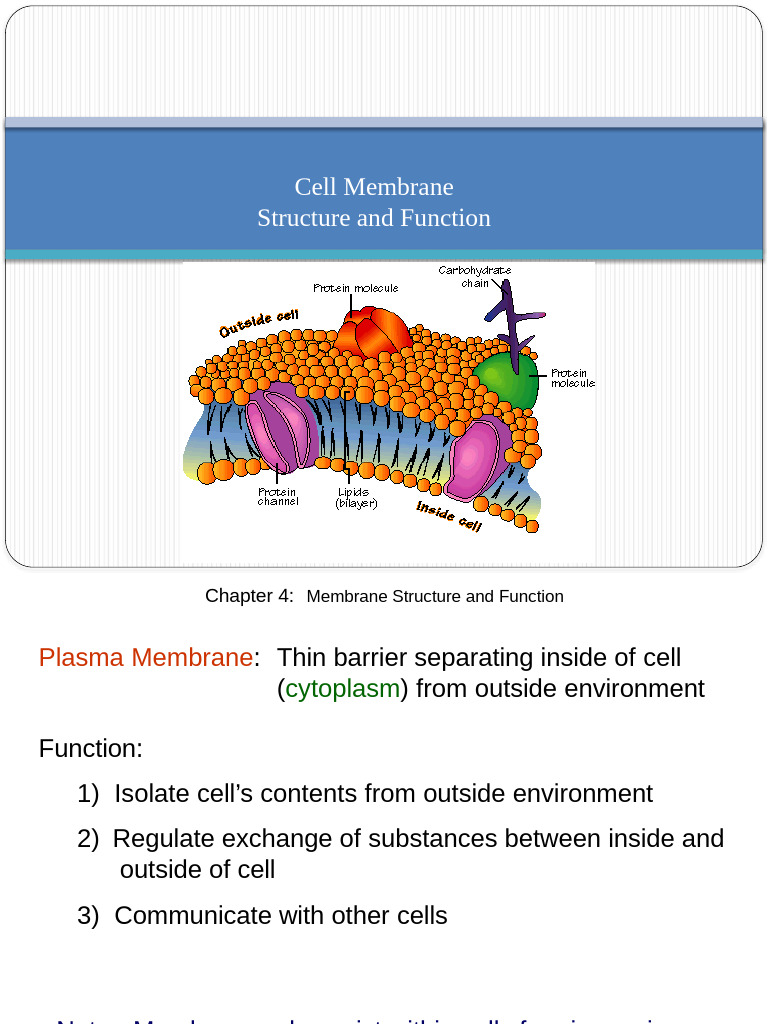 Plasma-Membrane | PDF | Cell Membrane | Lipid Bilayer