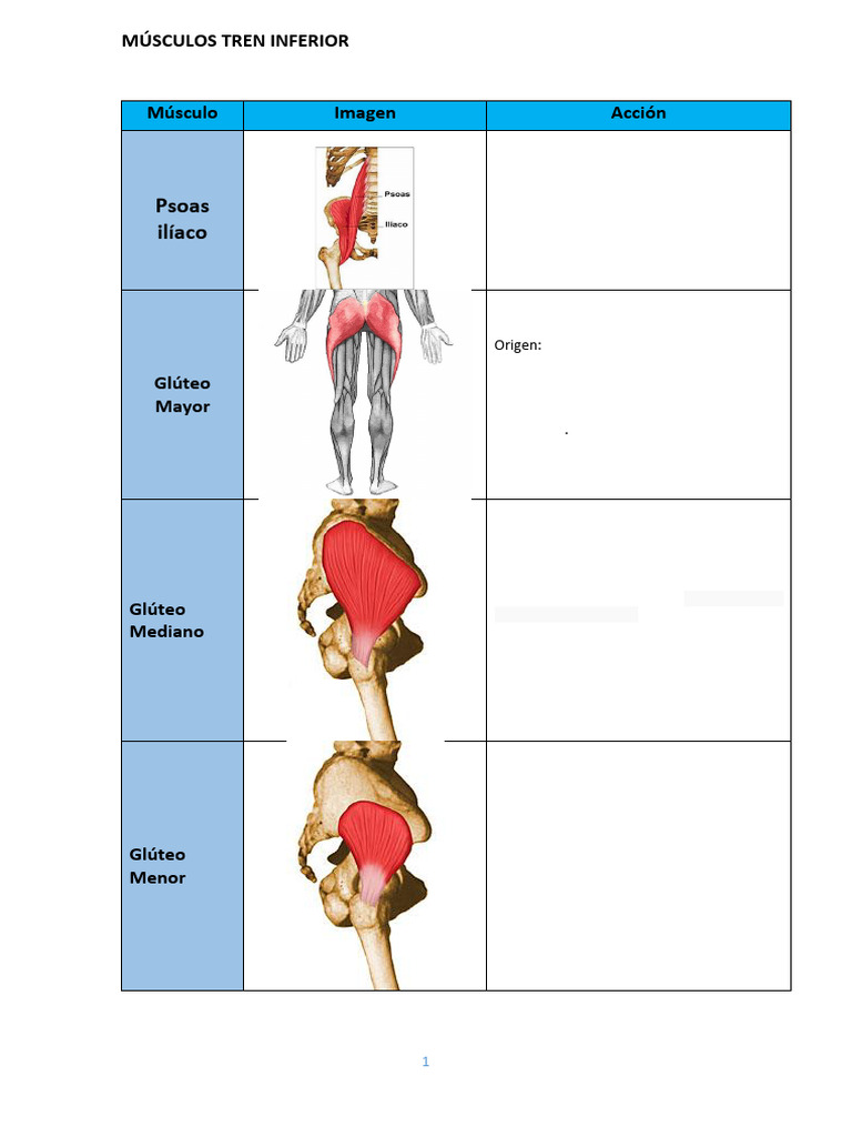 Anatomía y Funciones de Músculos del Tren Inferior | PDF | Rodilla ...