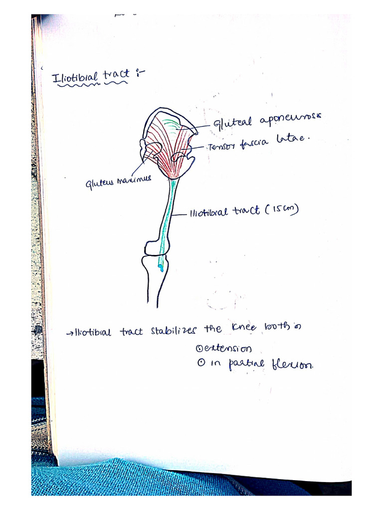 Lower Limb Diagrams | PDF