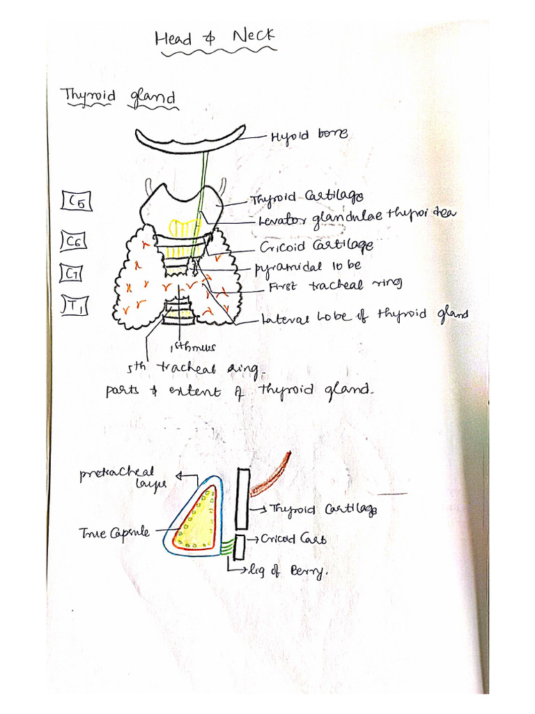 Head and Neck Diagrams | PDF
