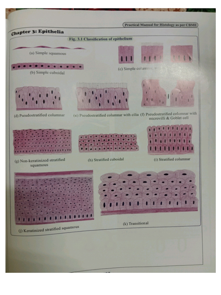 All Histology Slides Images | PDF